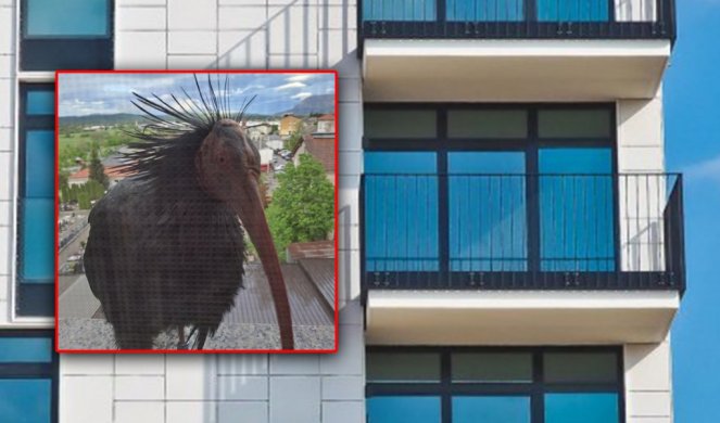 ŠOKANTAN POGLED KROZ PROZOR: Stvorenje za koje se mislilo da je izumrlo PRIJE 400 GODINA- bila ...